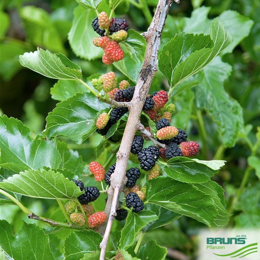 Morus nigra, Black mulberry von Bruns Pflanzen