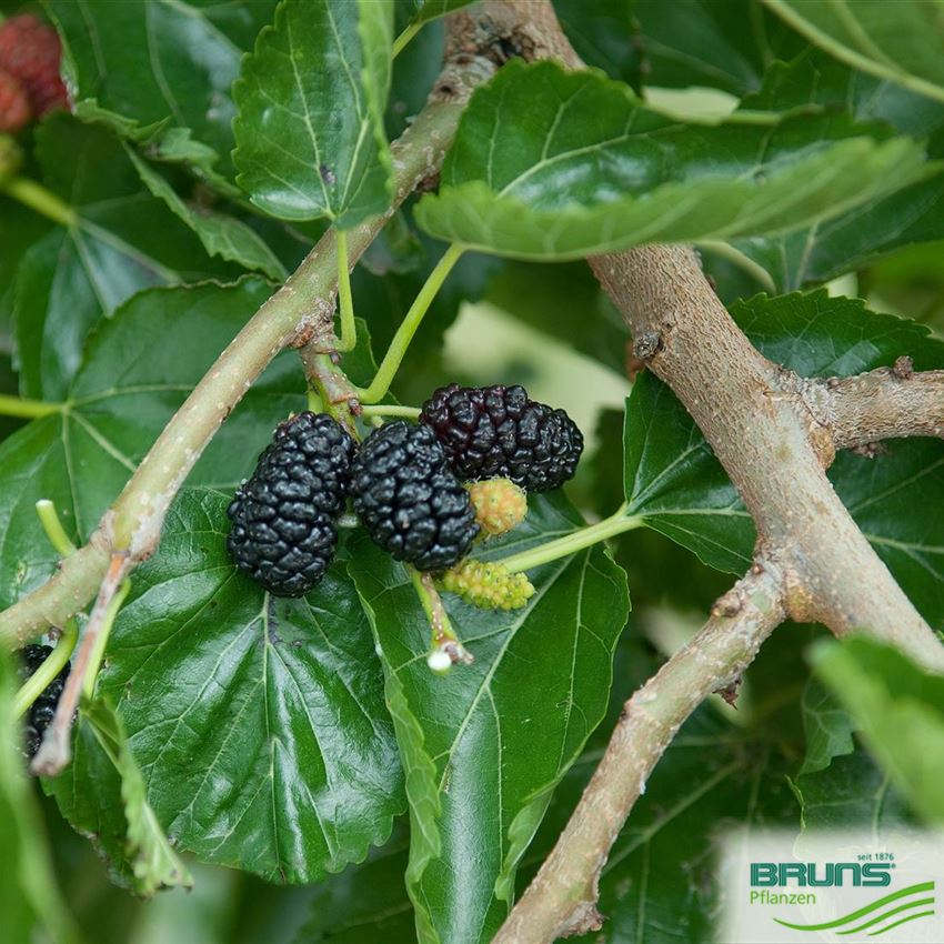 Morus nigra, Black mulberry von Bruns Pflanzen