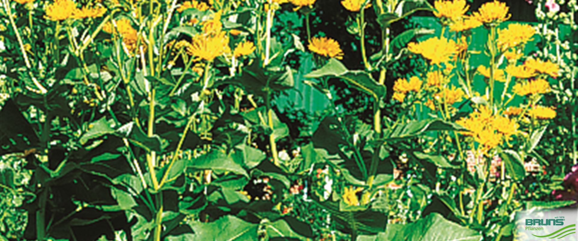 Inula helenium, Elecampane von Bruns Pflanzen