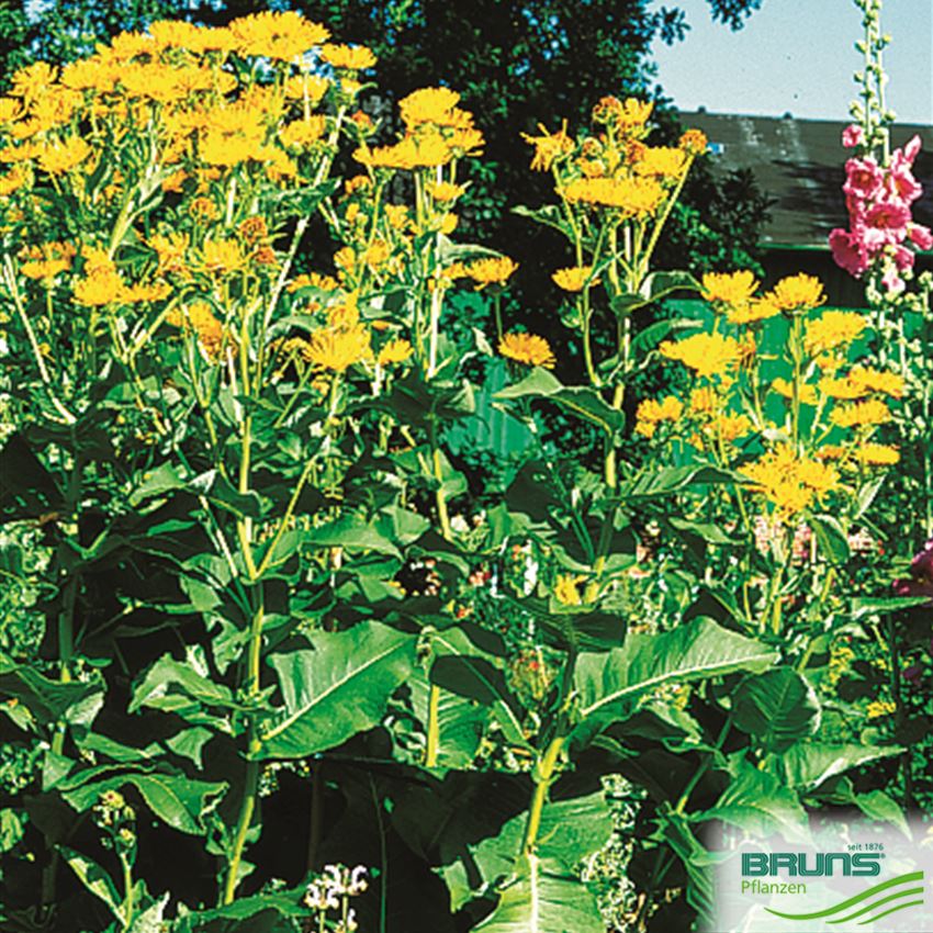 Inula helenium, Elecampane von Bruns Pflanzen