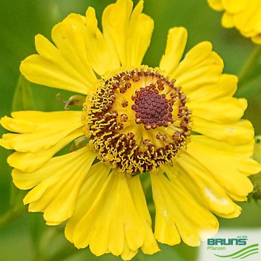 Helenium 'Wesergold von Bruns Pflanzen
