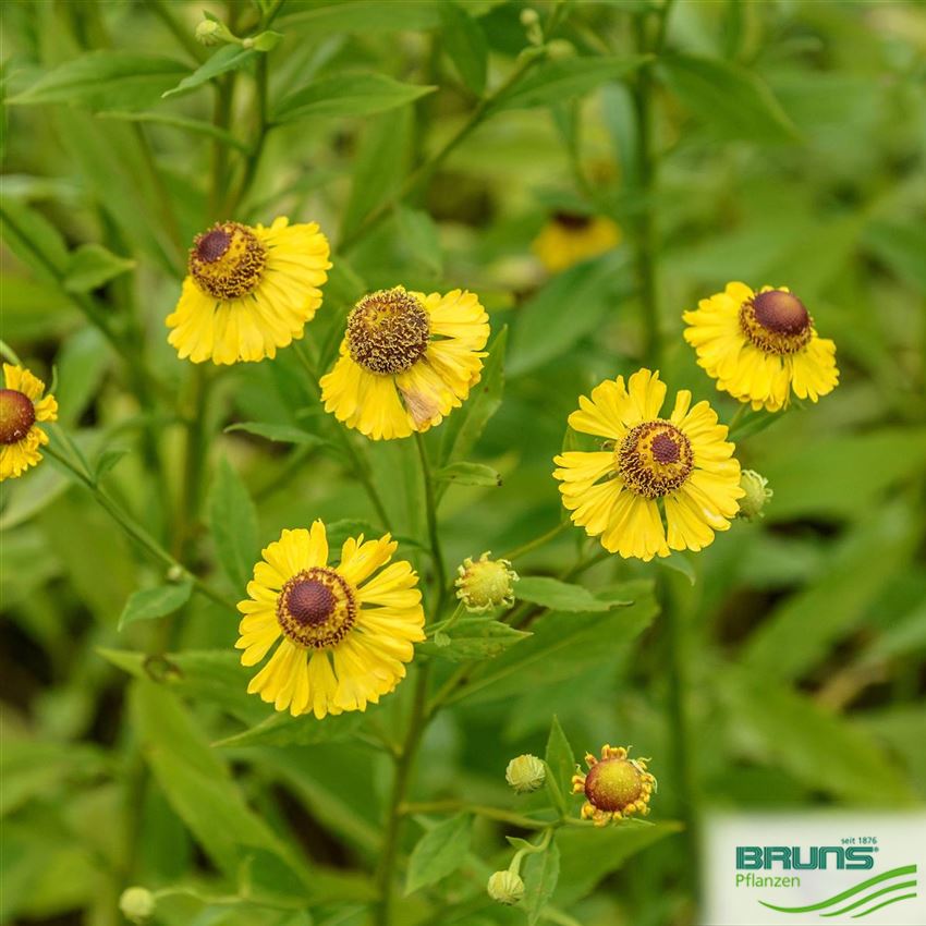 Helenium 'Wesergold von Bruns Pflanzen