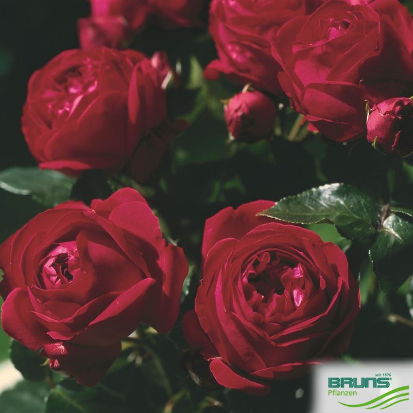 Strauchrose 'Red Eden Rose' (R) von Bruns Pflanzen