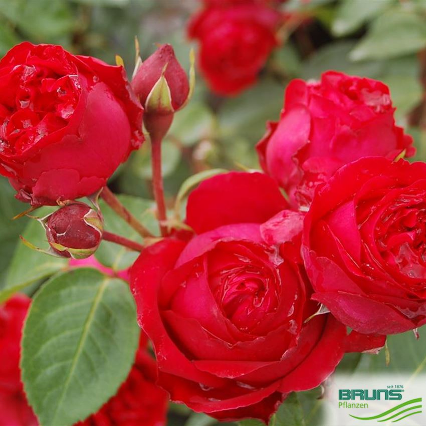 Strauchrose 'Red Eden Rose' (R) von Bruns Pflanzen
