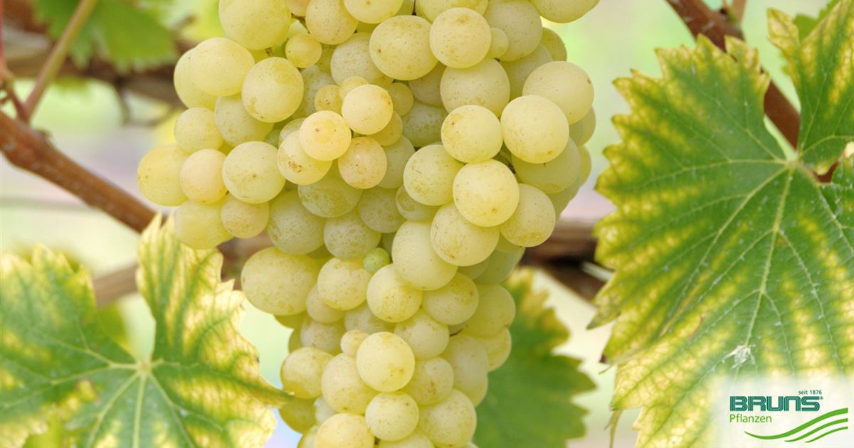 Vitis vinifera - weiss von Bruns Pflanzen