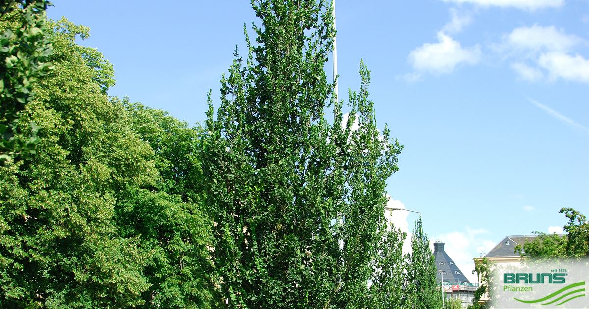 Ulmus 'Columella' (R) von Bruns Pflanzen