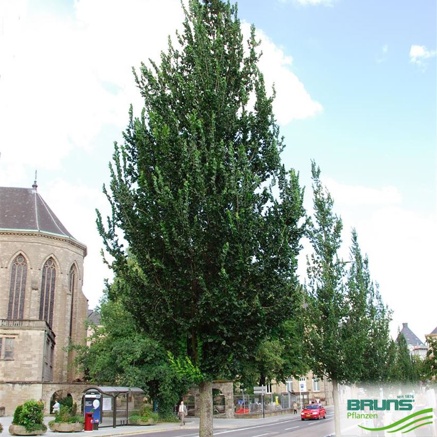 Ulmus 'Columella' (R) von Bruns Pflanzen