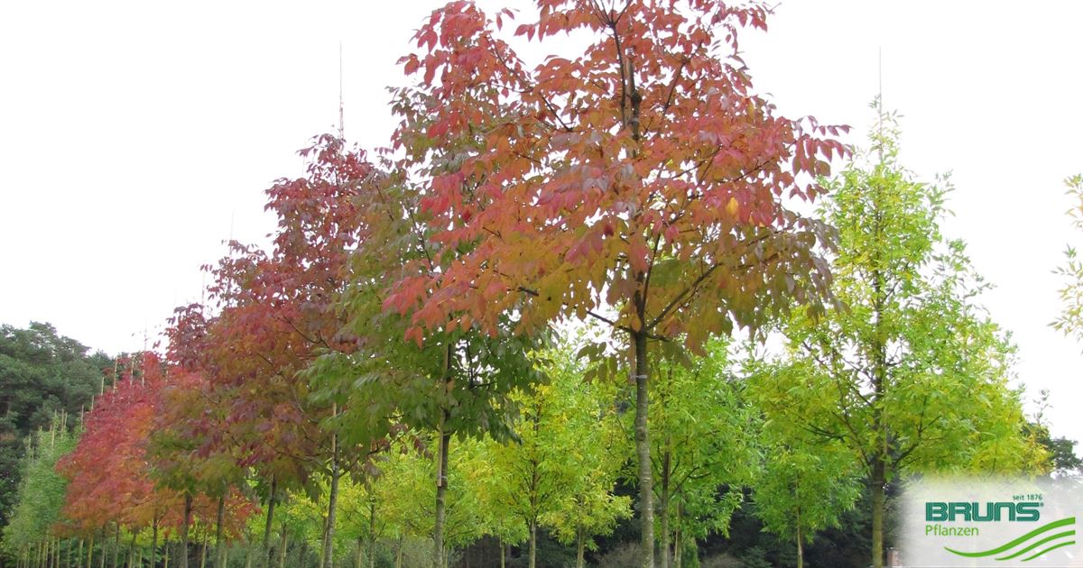 Fraxinus americana 'Autumn Purple' (R), Weiß-Esche von Bruns Pflanzen