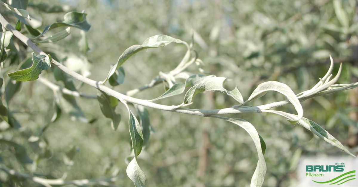 Pyrus salicifolia von Bruns Pflanzen