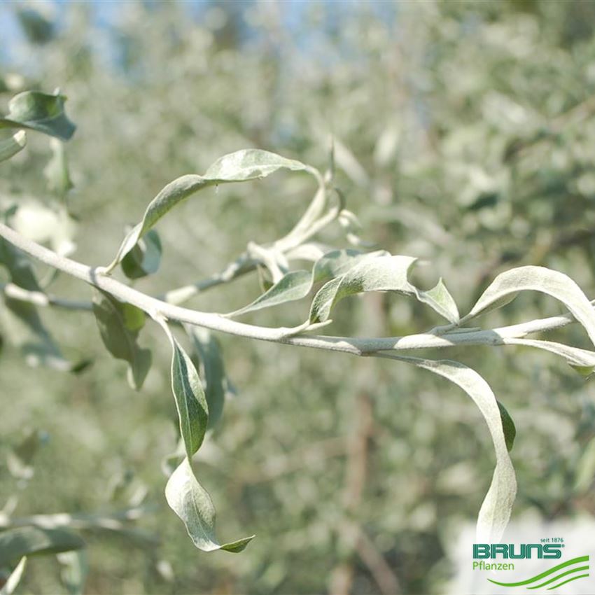 Pyrus salicifolia von Bruns Pflanzen