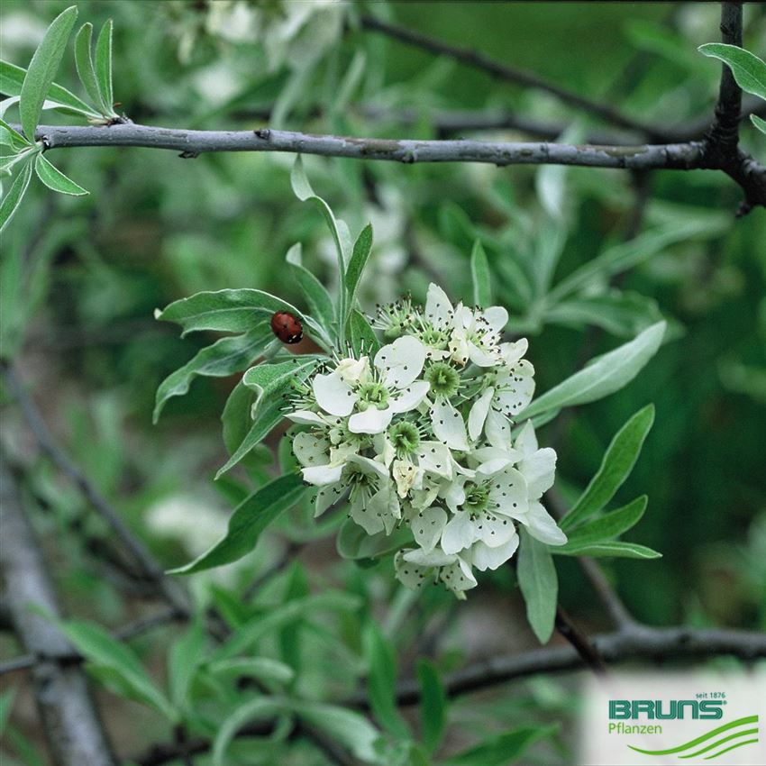 Pyrus salicifolia von Bruns Pflanzen