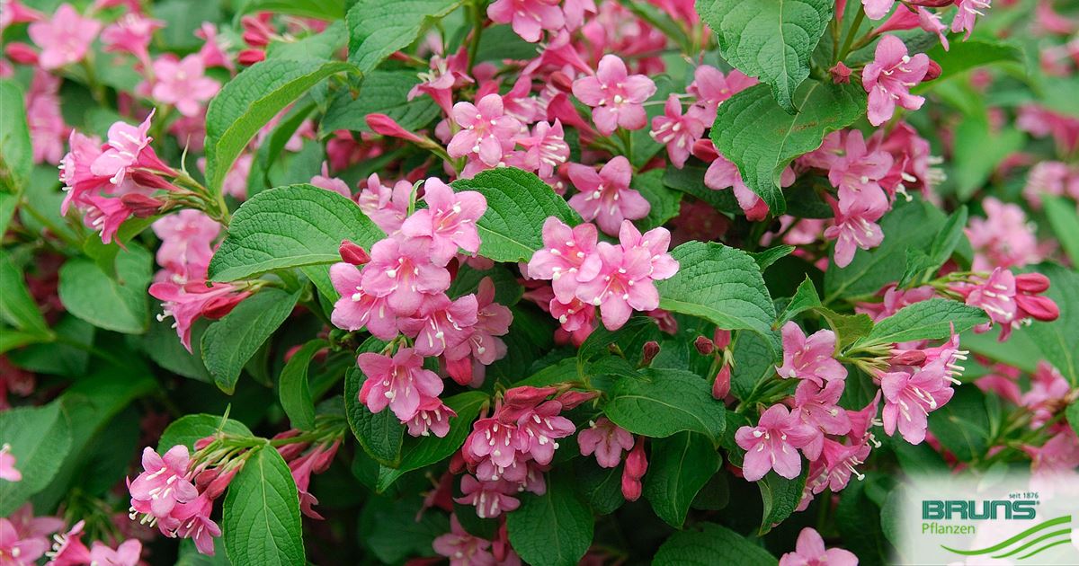 Weigela 'Styriaca' von Bruns Pflanzen