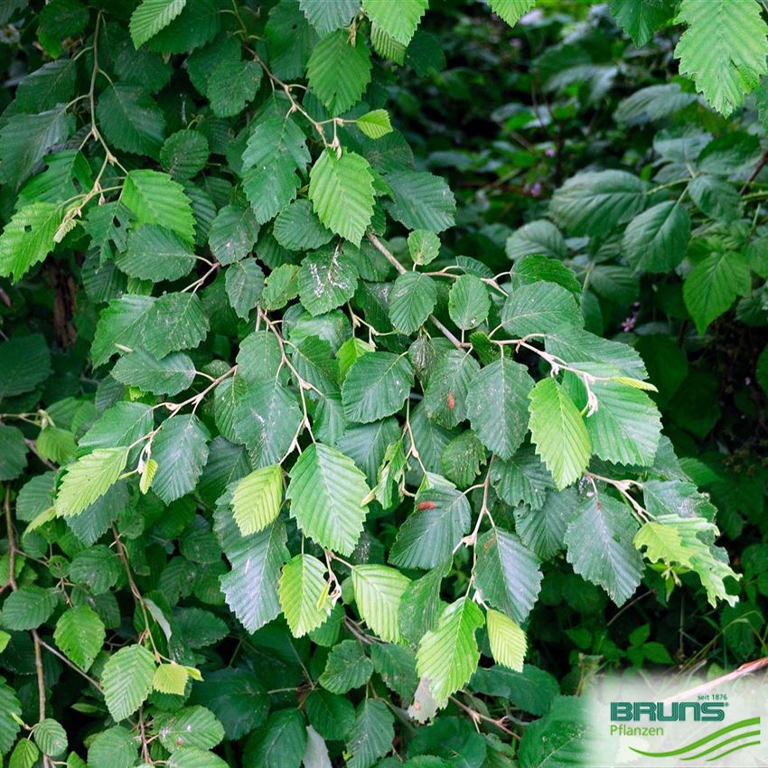 Alnus incana, Grey alder von Bruns Pflanzen