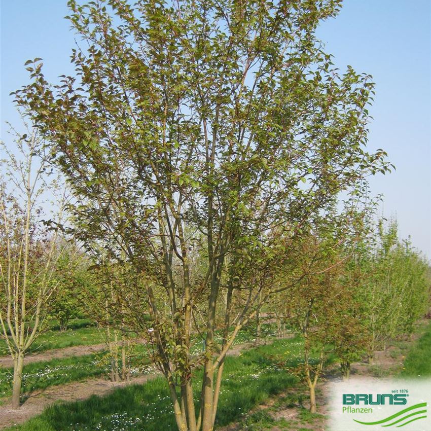 Acer davidii, Père David's maple, Snakeskin maple von Bruns Pflanzen