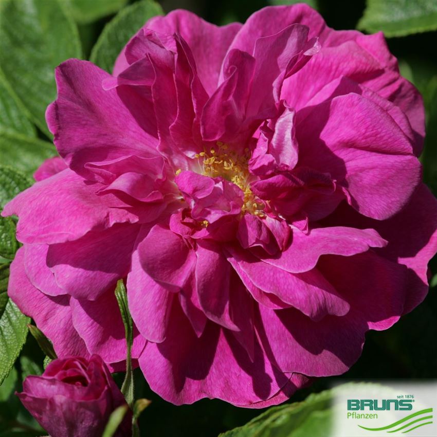 Strauchrose 'Hansa' von Bruns Pflanzen