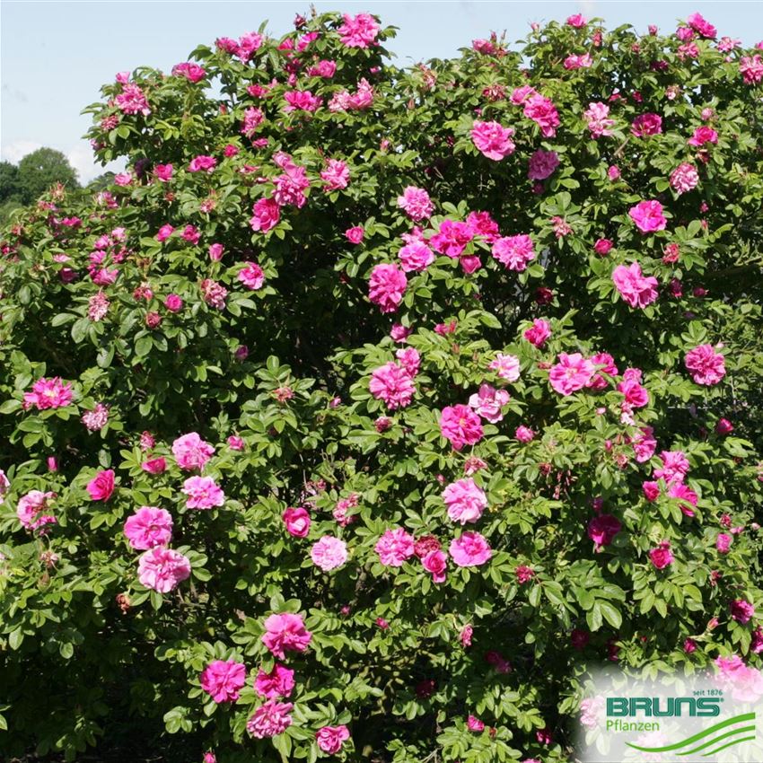 Strauchrose 'Hansa' von Bruns Pflanzen