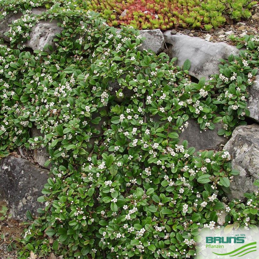 Cotoneaster dammeri var. radicans von Bruns Pflanzen