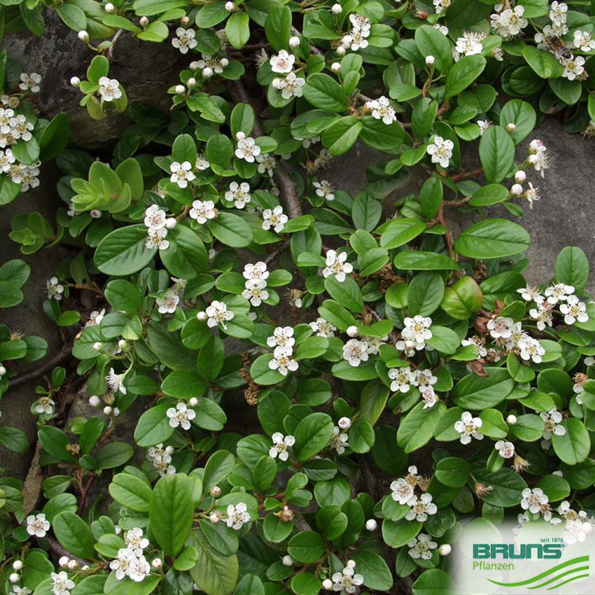 Cotoneaster dammeri var. radicans von Bruns Pflanzen