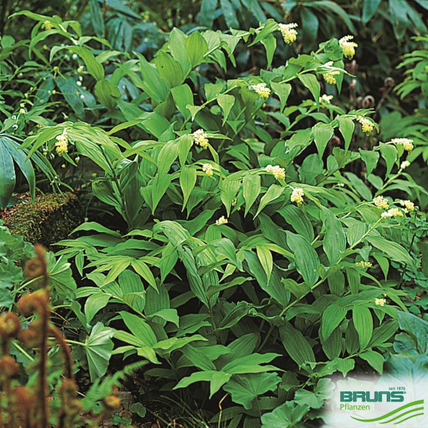 Smilacina racemosa, False Spikenard von Bruns Pflanzen