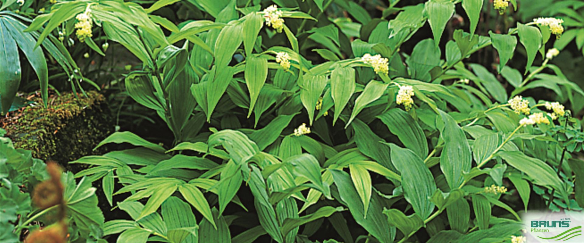 Smilacina racemosa, False Spikenard von Bruns Pflanzen