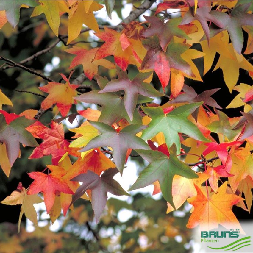 Liquidambar styraciflua, American Sweetgum von Bruns Pflanzen