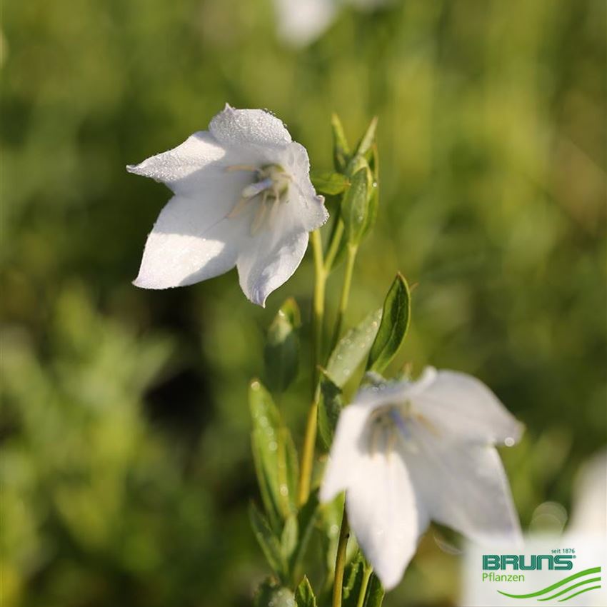 Platycodon grandiflorus 'Fuji White' von Bruns Pflanzen