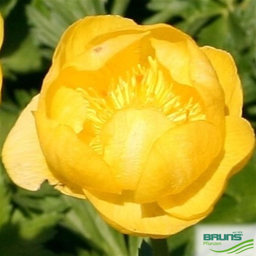 Trollius x cultorum 'Earliest Of All' von Bruns Pflanzen