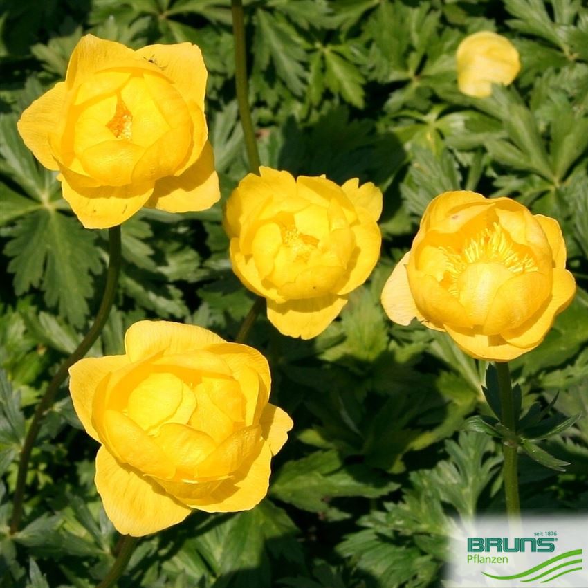 Trollius x cultorum 'Earliest Of All' von Bruns Pflanzen