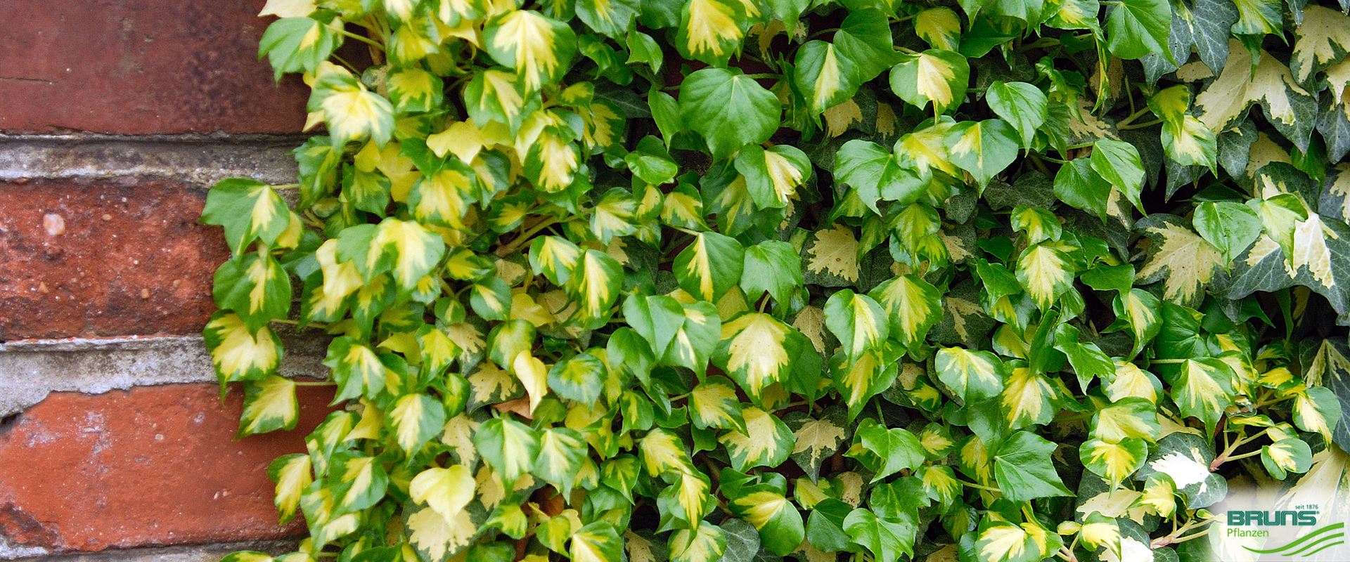 Hedera helix 'Goldheart' von Bruns Pflanzen