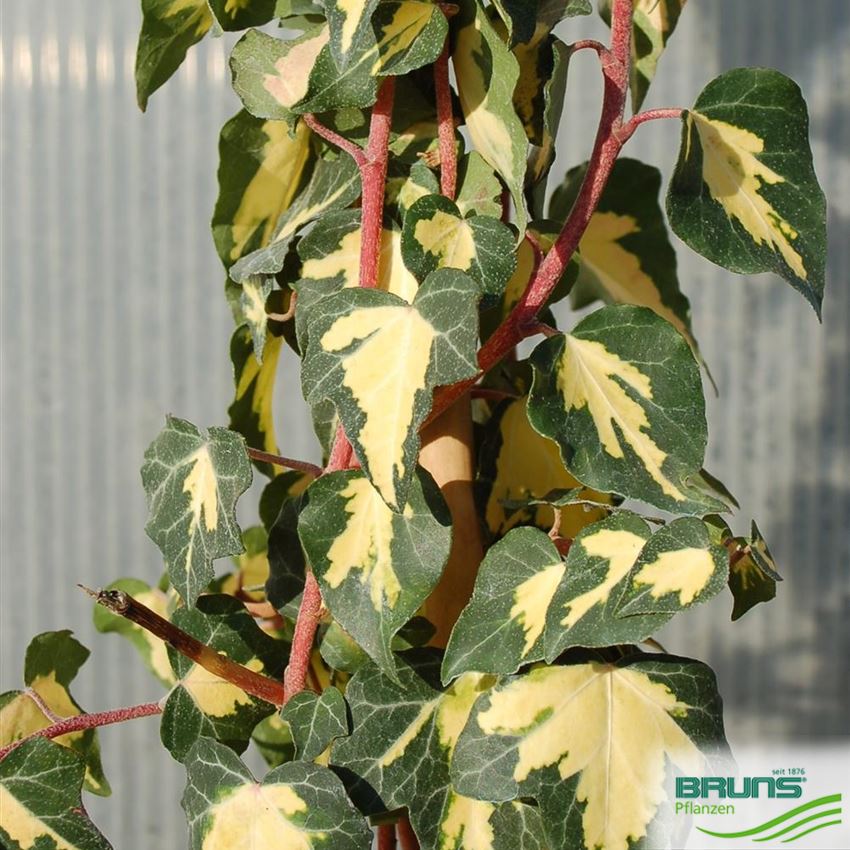 Hedera helix 'Goldheart' von Bruns Pflanzen