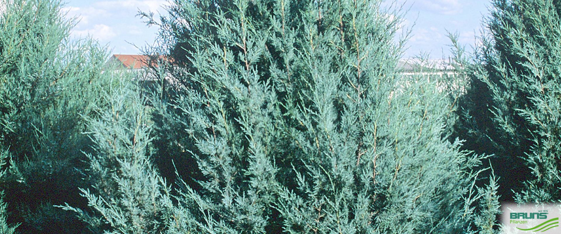 Juniperus scopulorum 'Wichita Blue' von Bruns Pflanzen