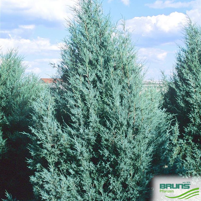 Juniperus scopulorum 'Wichita Blue' von Bruns Pflanzen