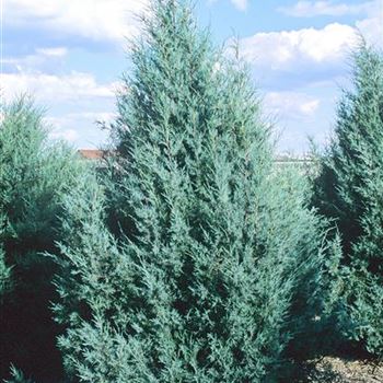 Juniperus scopulorum 'Wichita Blue' von Bruns Pflanzen