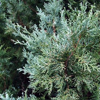 Juniperus scopulorum 'Wichita Blue' von Bruns Pflanzen