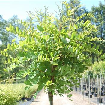Robinia pseudoacacia 'Umbraculifera', robinier boule von Bruns Pflanzen
