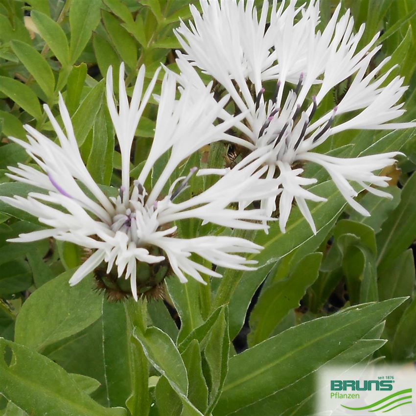 Centaurea montana 'Alba' von Bruns Pflanzen