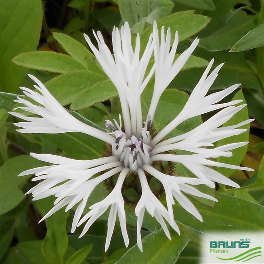 Centaurea montana 'Alba' von Bruns Pflanzen