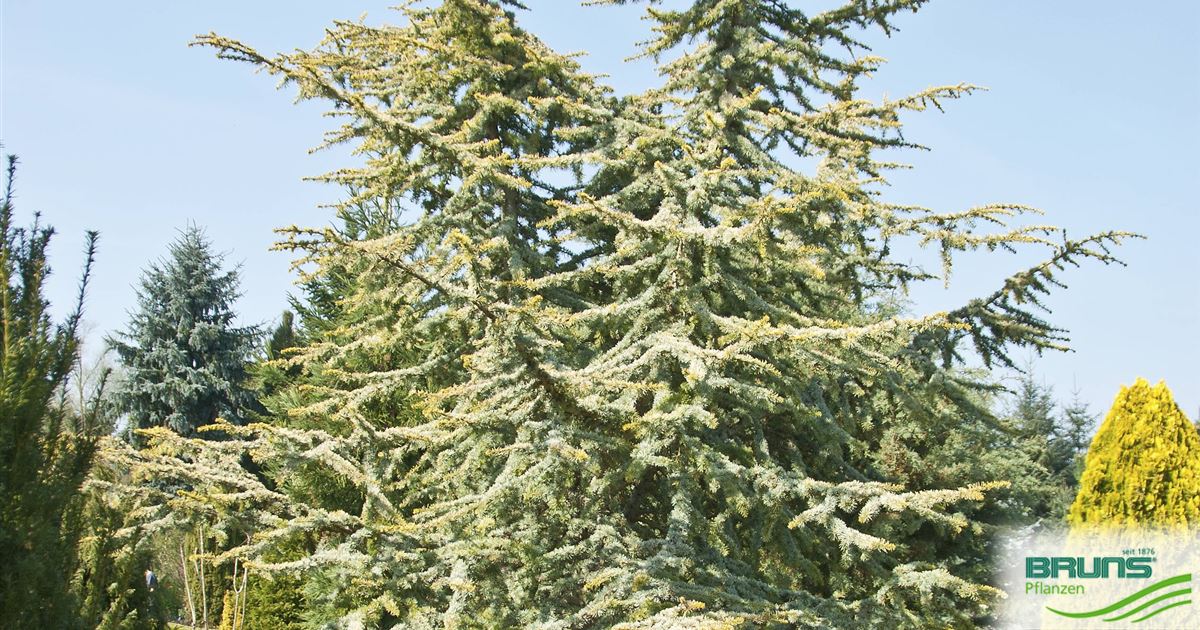 Cedrus atlantica 'Aurea', Yellow cedar von Bruns Pflanzen