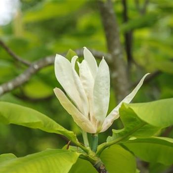 Magnolia tripetala von Bruns Pflanzen