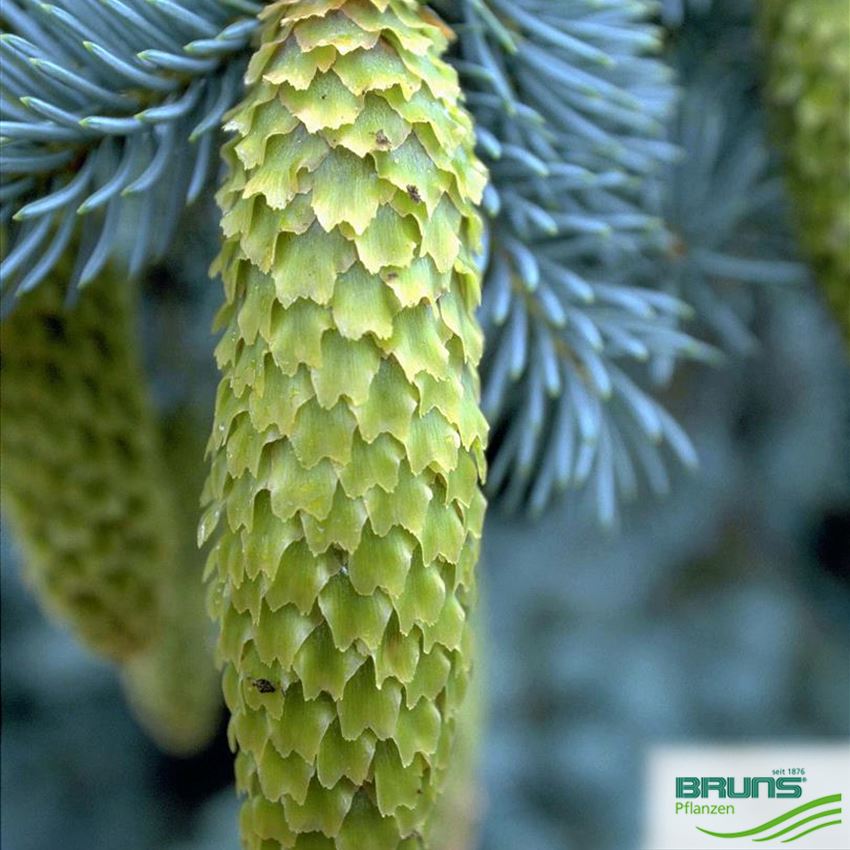 Picea pungens 'Koster' von Bruns Pflanzen