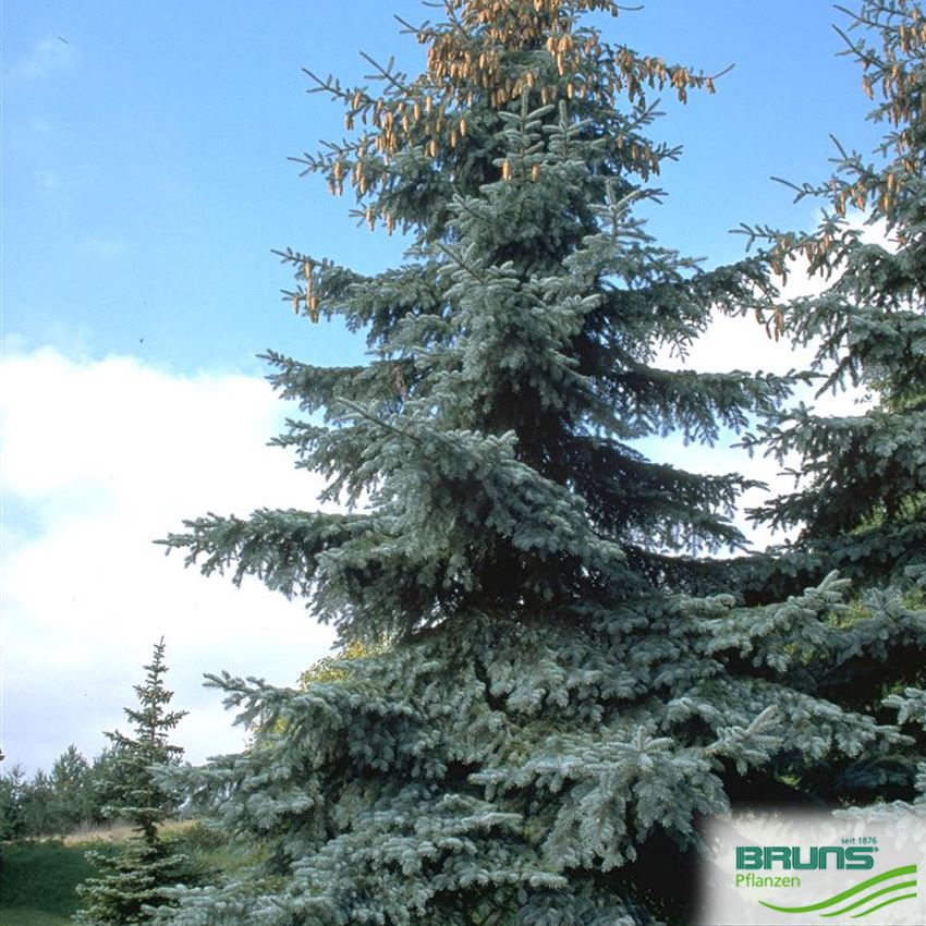 Picea pungens 'Koster' von Bruns Pflanzen