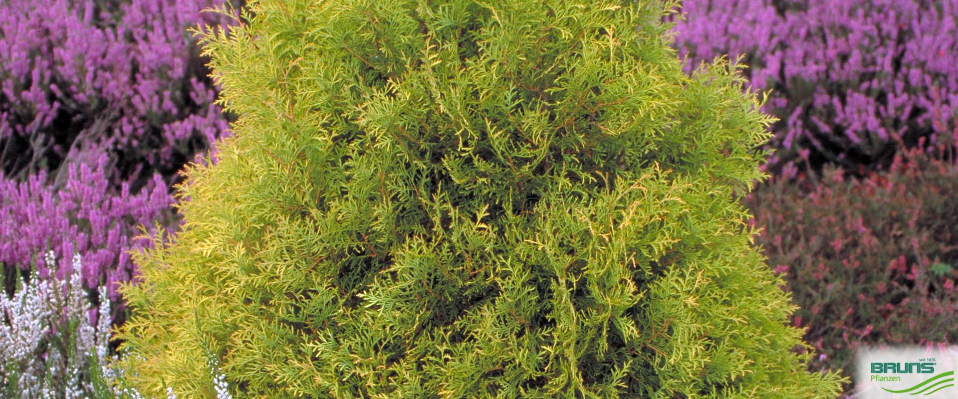 Thuja occidentalis 'Rheingold' von Bruns Pflanzen