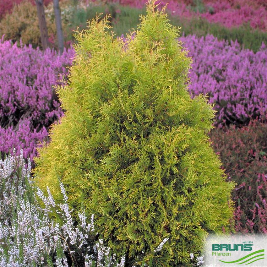 Thuja occidentalis 'Rheingold' von Bruns Pflanzen