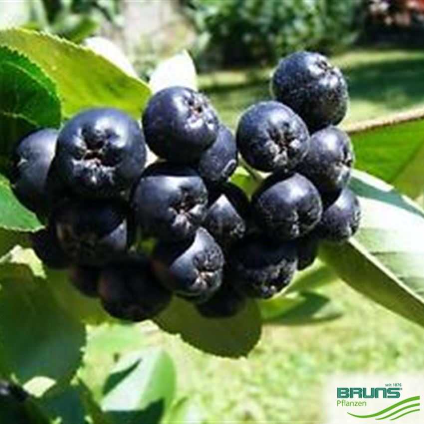 Aronia prunifolia 'Eastland' von Bruns Pflanzen