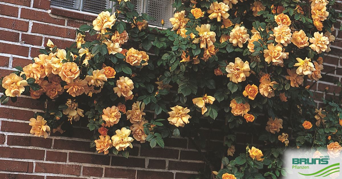 Strauchrose 'Maigold' von Bruns Pflanzen