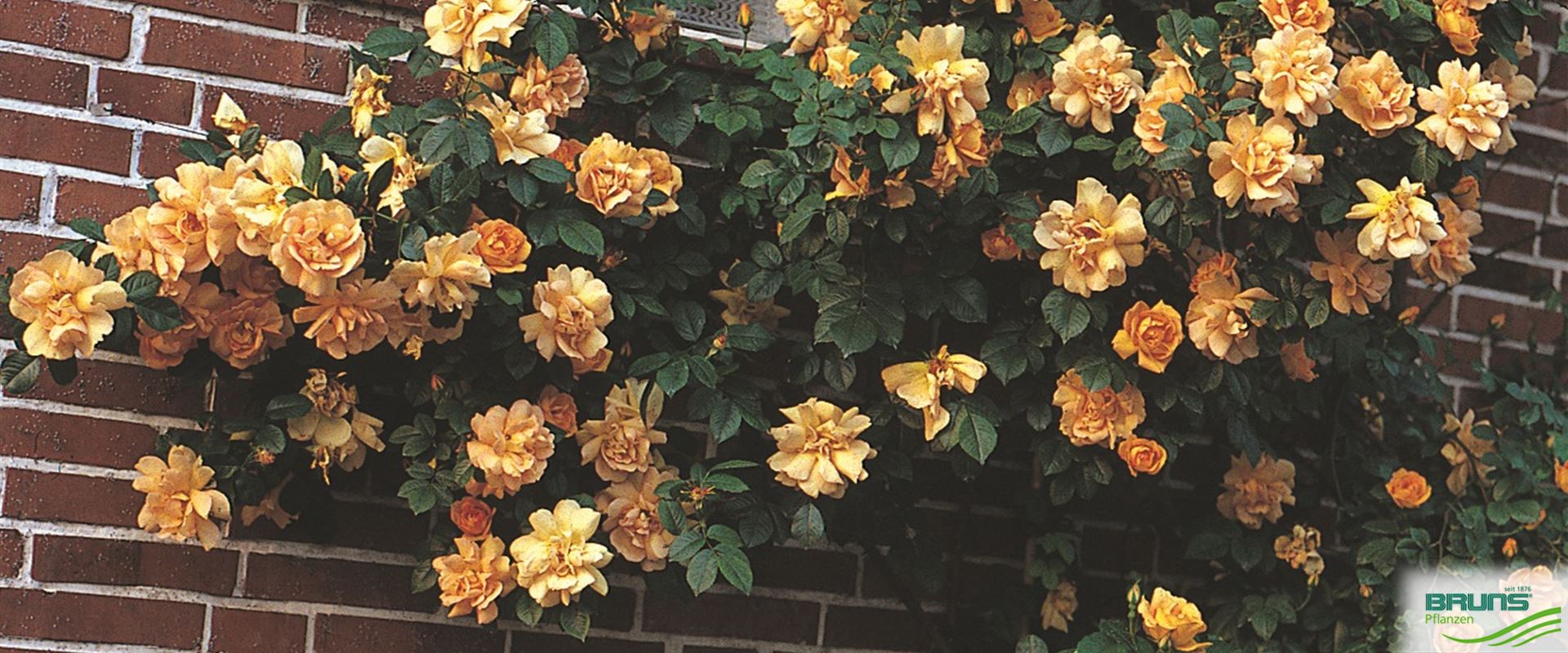 Strauchrose 'Maigold' von Bruns Pflanzen