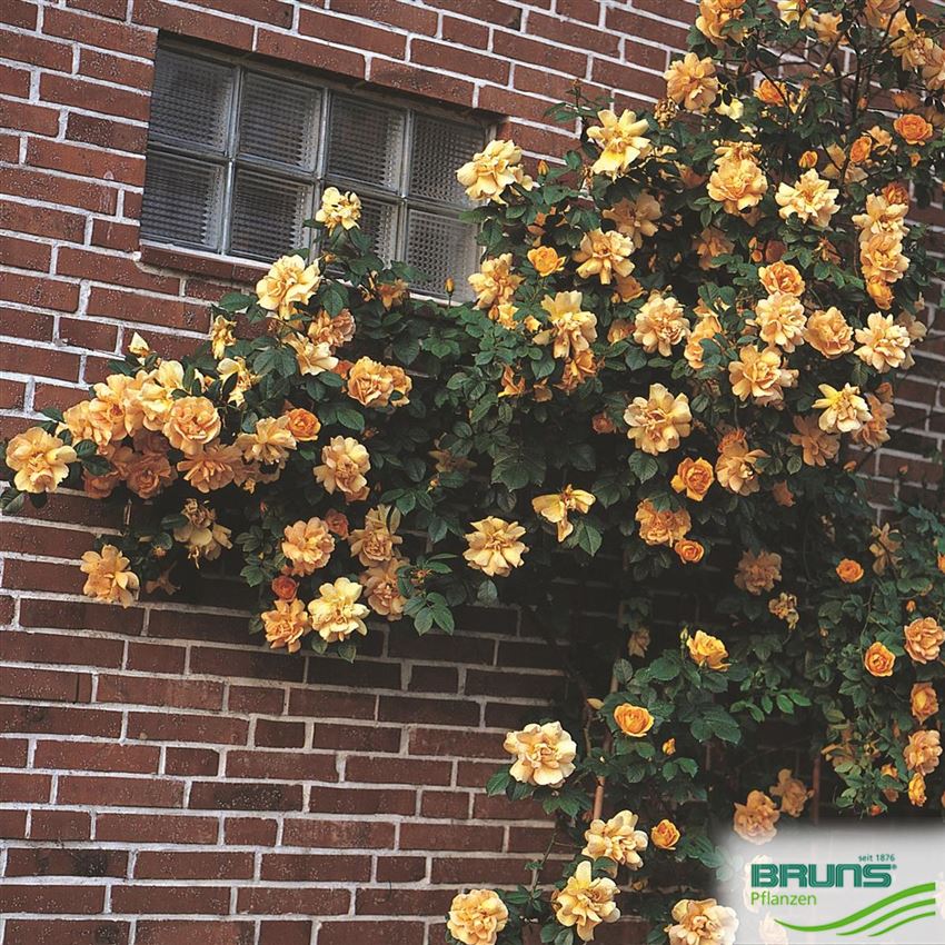 Strauchrose 'Maigold' von Bruns Pflanzen