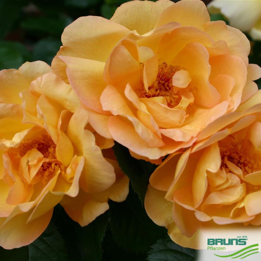 Strauchrose 'Maigold' von Bruns Pflanzen