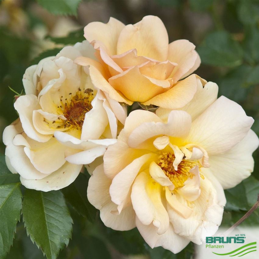 Strauchrose 'Maigold' von Bruns Pflanzen