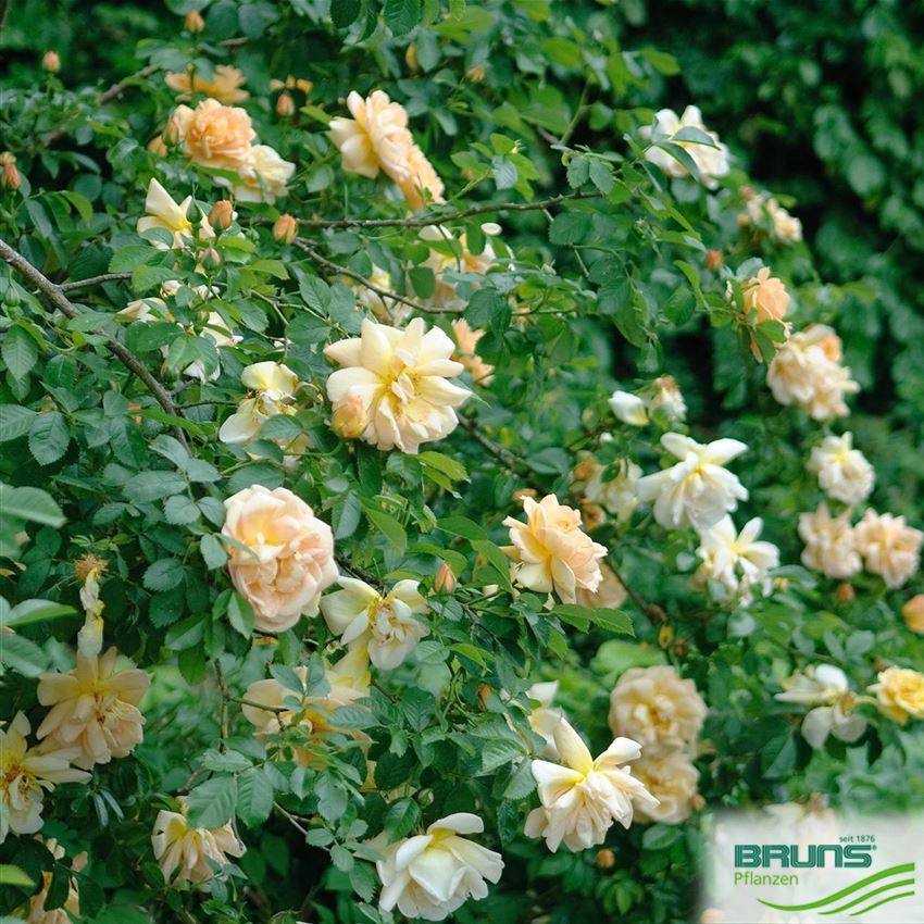 Strauchrose 'Maigold' von Bruns Pflanzen